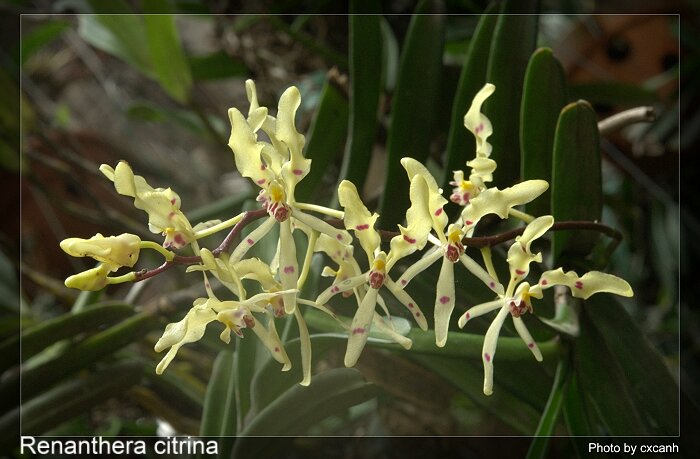 Renanthera citrina blooming