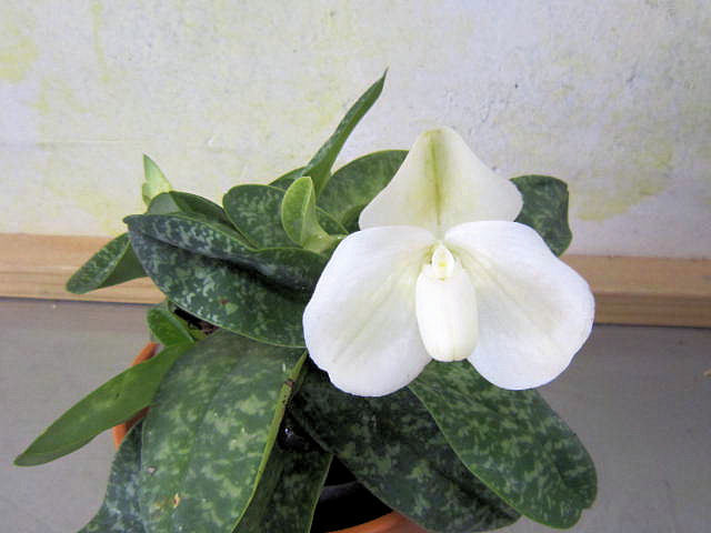 paphiopedilum bellatulum album