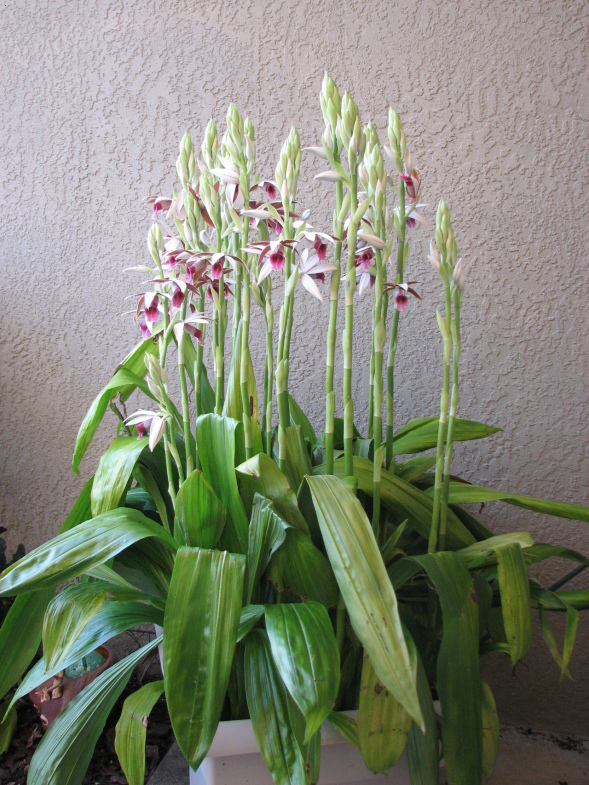 Phaius tankervilliae