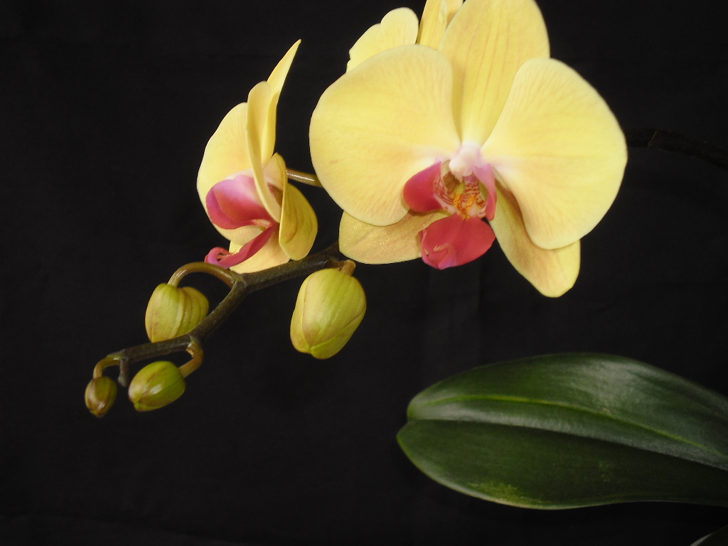 Phalaenopsis yellow beauty