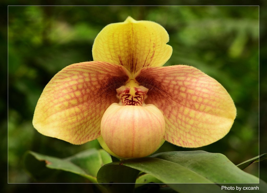 Paphiopedilum hangianum