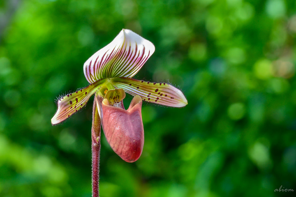 Paphiopedilum barbatum